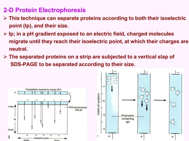 02 Protein Isolation02 Protein Isolation | PPTX