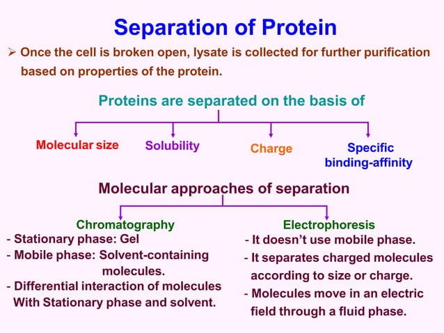 02 Protein Isolation02 Protein Isolation | PPTX