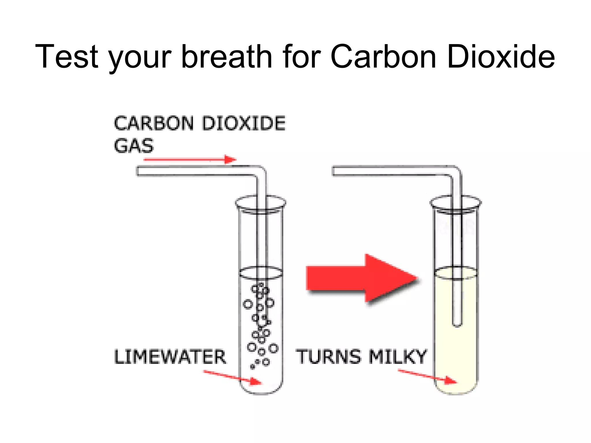 Y8 Humans 02 respiration | PPT