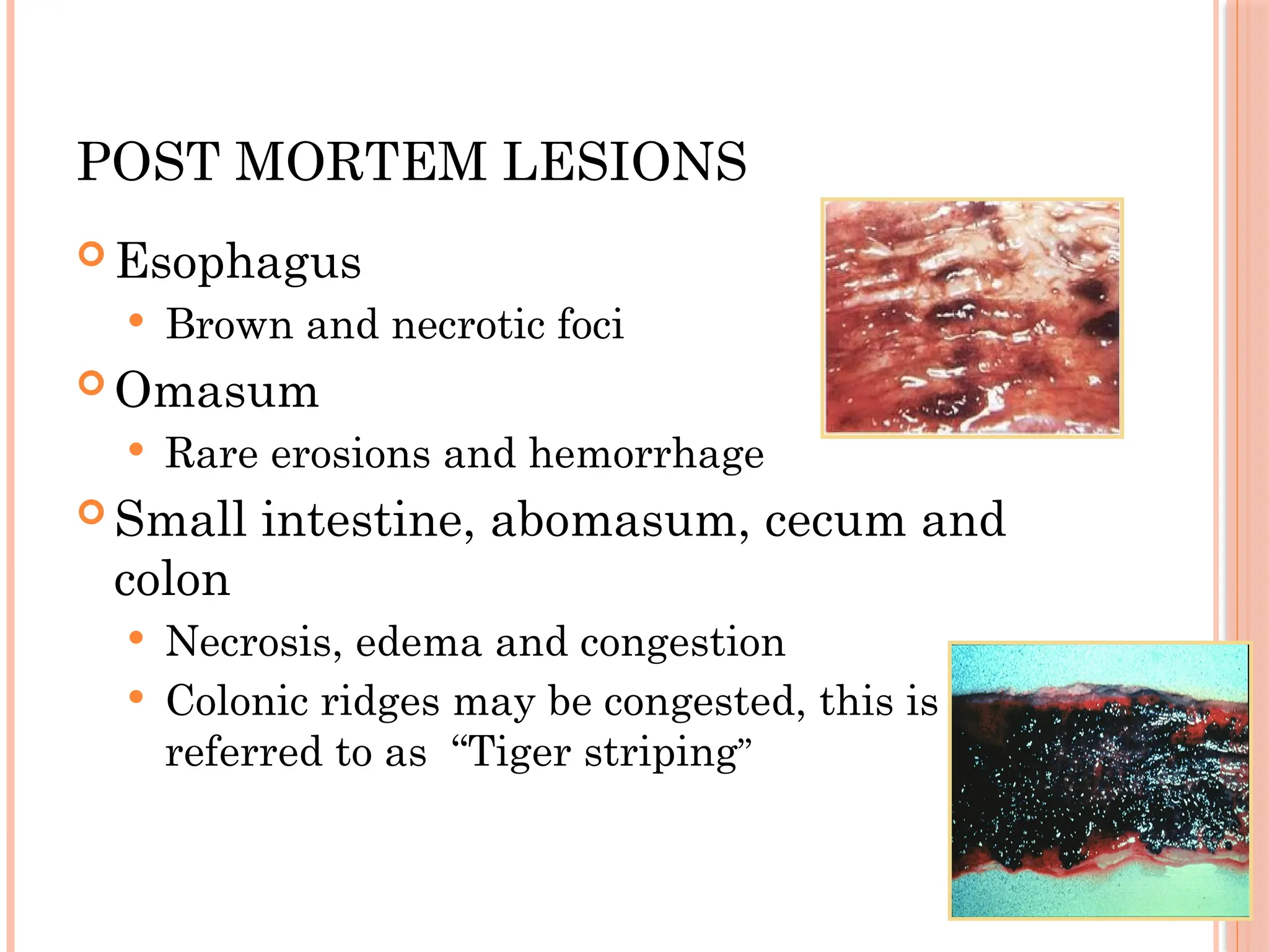 Rinderpest in Domestic and Corridor animals | PPTX