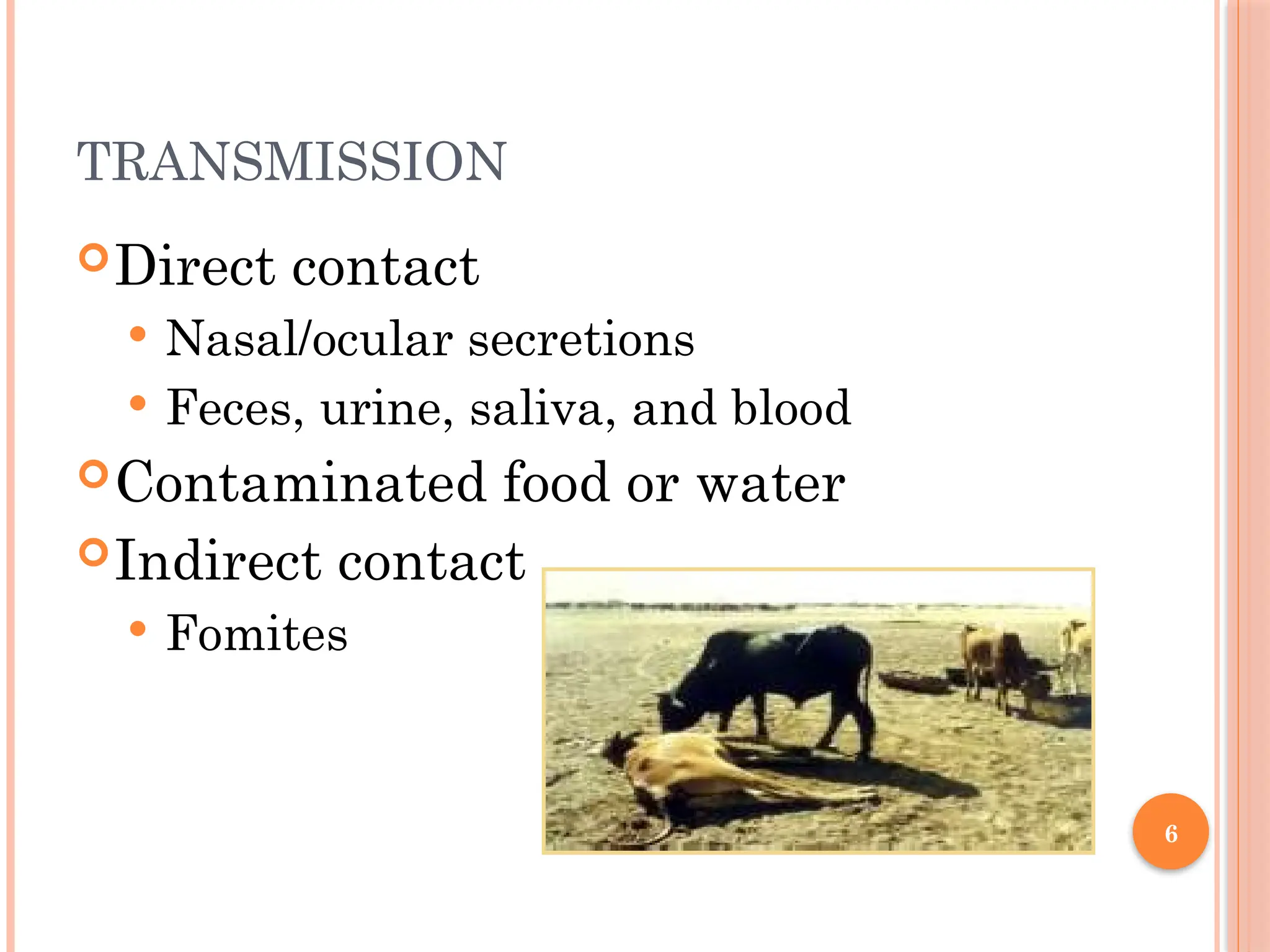 Rinderpest in Domestic and Corridor animals | PPTX