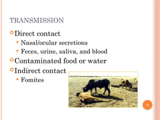 Rinderpest in Domestic and Corridor animals | PPTX