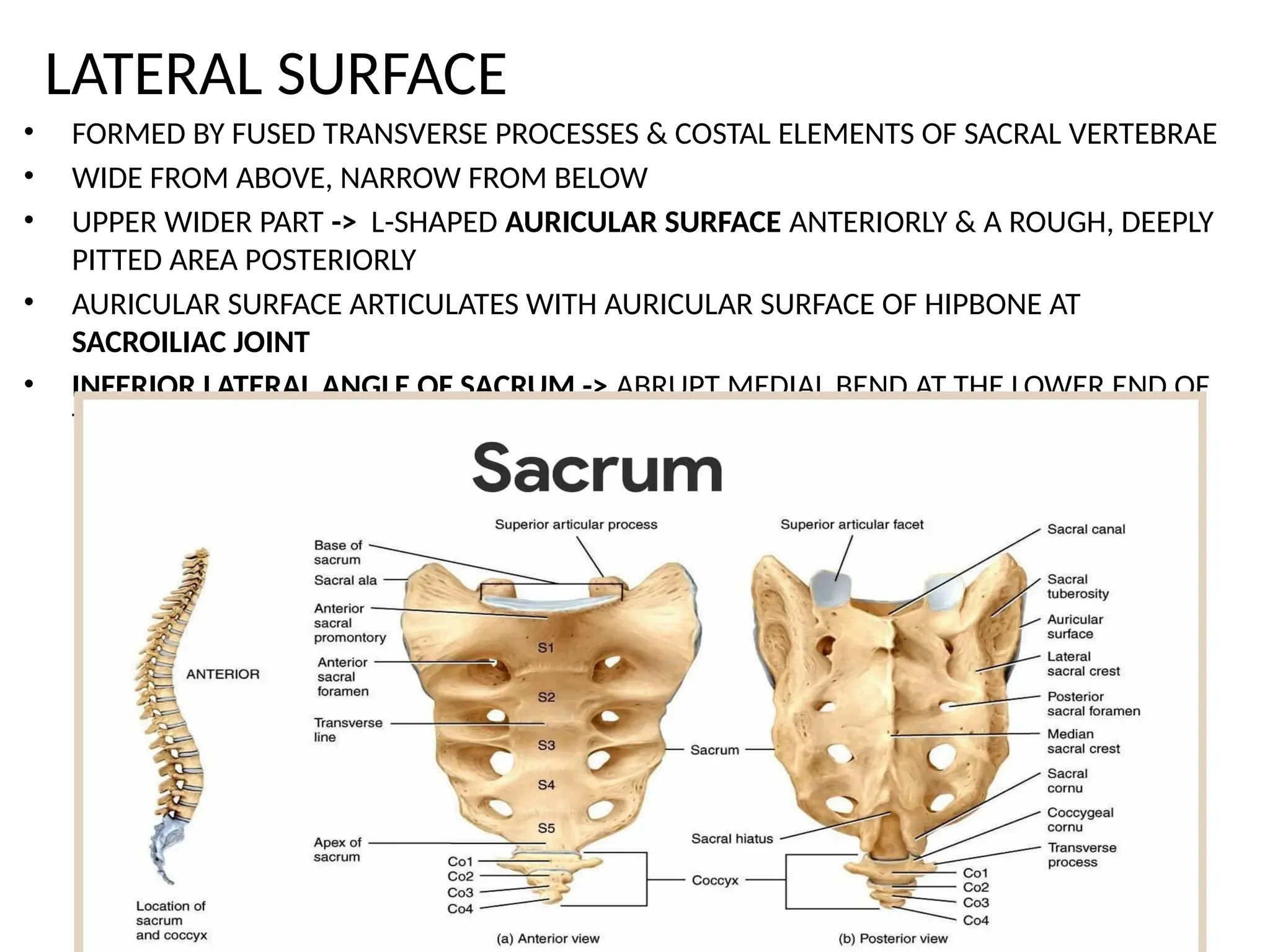 02 SACRUM.pptx on tha anatomy and surrounding | PPTX