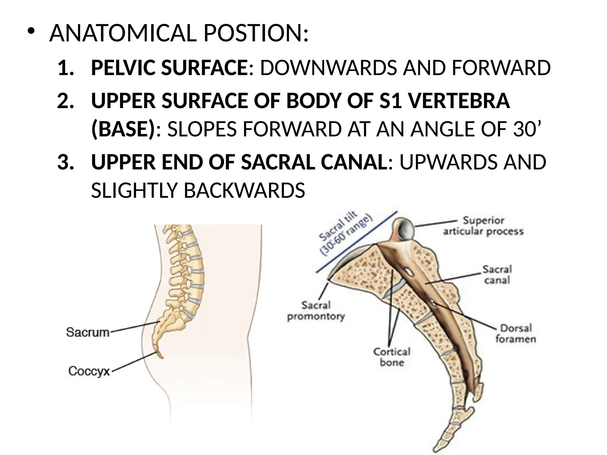 02 SACRUM.pptx on tha anatomy and surrounding | PPTX
