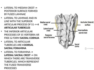 02 SACRUM.pptx on tha anatomy and surrounding | PPTX
