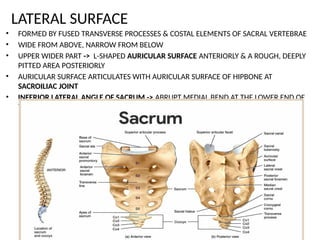 02 SACRUM.pptx on tha anatomy and surrounding | PPTX
