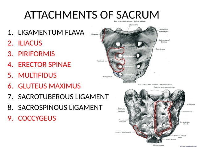 02 SACRUM.pptx on tha anatomy and surrounding | PPTX