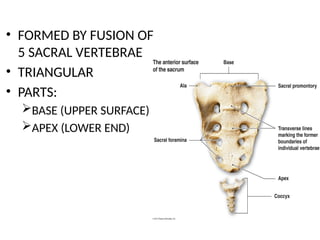 02 SACRUM.pptx on tha anatomy and surrounding | PPTX