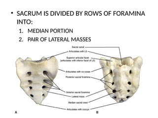 02 SACRUM.pptx on tha anatomy and surrounding | PPTX