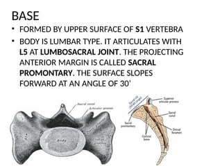 02 SACRUM.pptx on tha anatomy and surrounding | PPTX