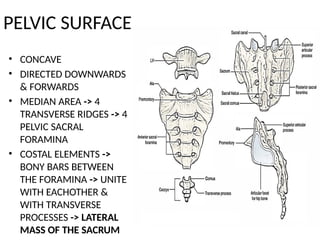 02 SACRUM.pptx on tha anatomy and surrounding | PPTX