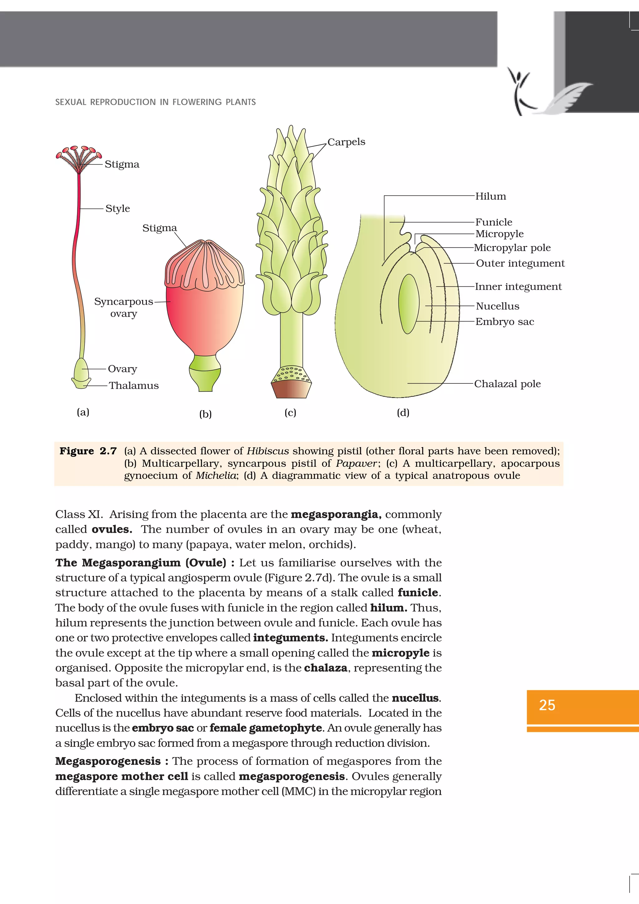 02 sexual reproduction in flowering plants | PDF
