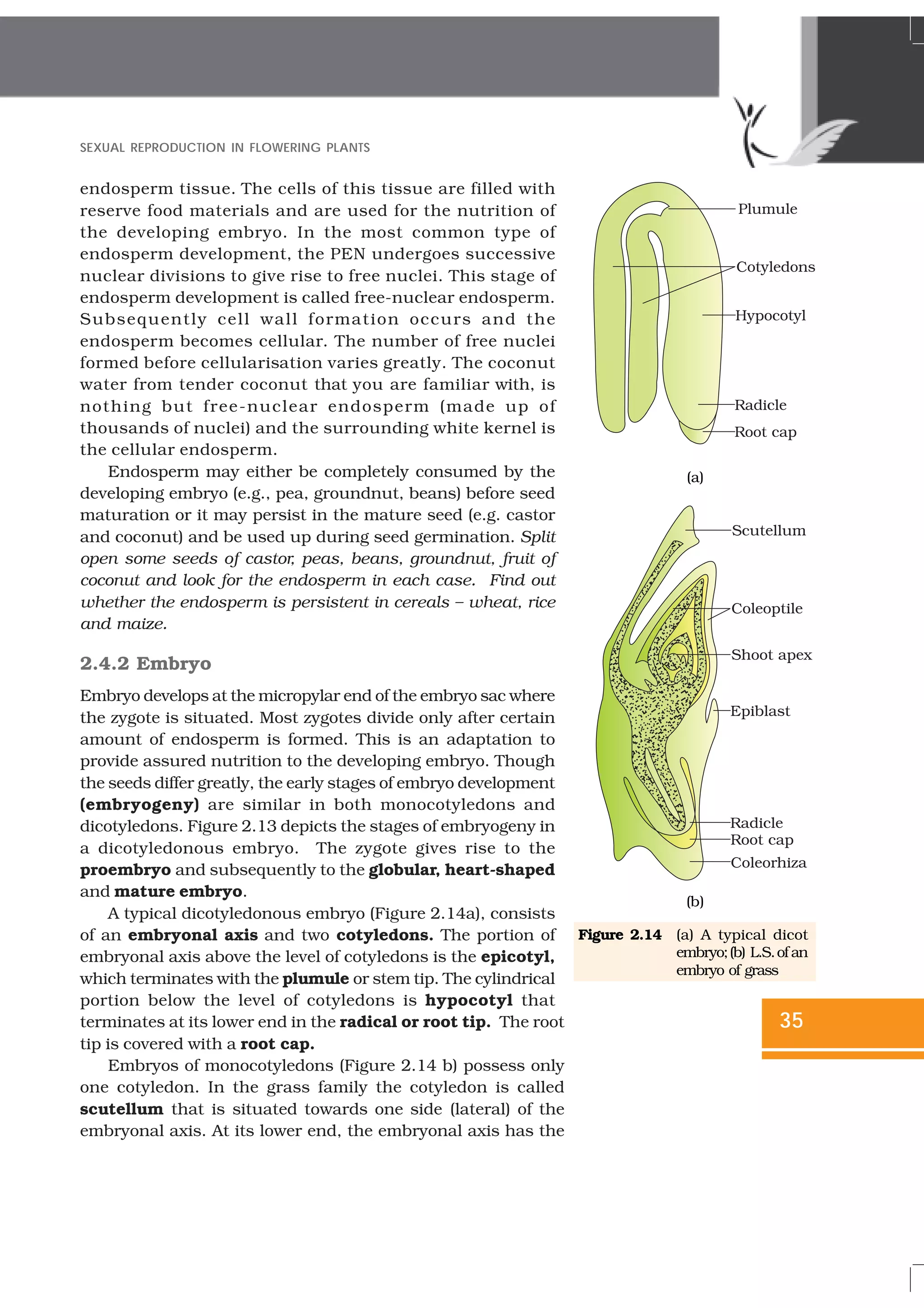 02 sexual reproduction in flowering plants | PDF