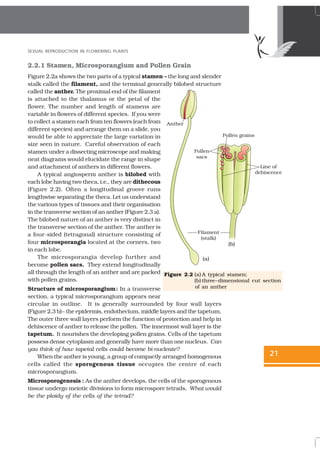 02 sexual reproduction in flowering plants | PDF