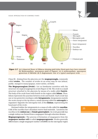 02 sexual reproduction in flowering plants | PDF