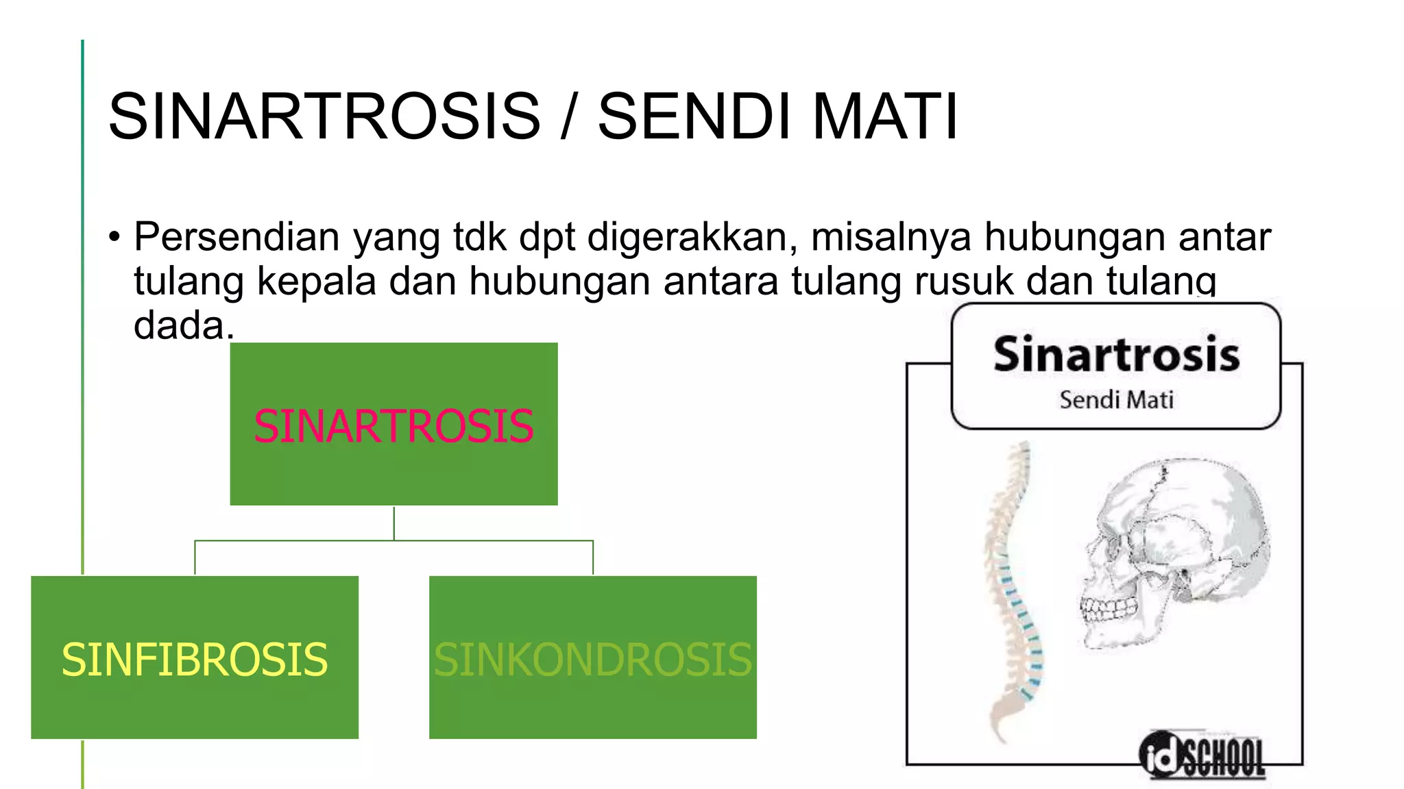 02 sistem gerak pada manusia persendian | PPT