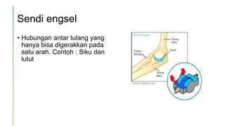 02 sistem gerak pada manusia persendian | PPT