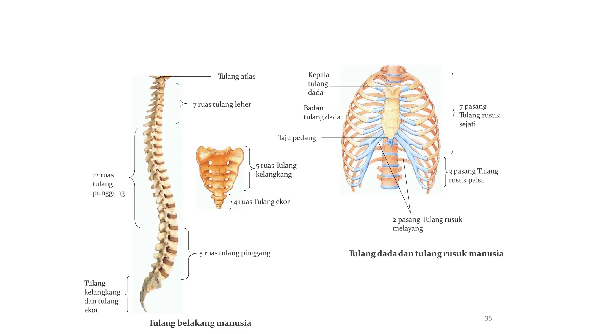 Sistem rangka pada manusia , menjelaskan bagaimana sistem rangka pada ...