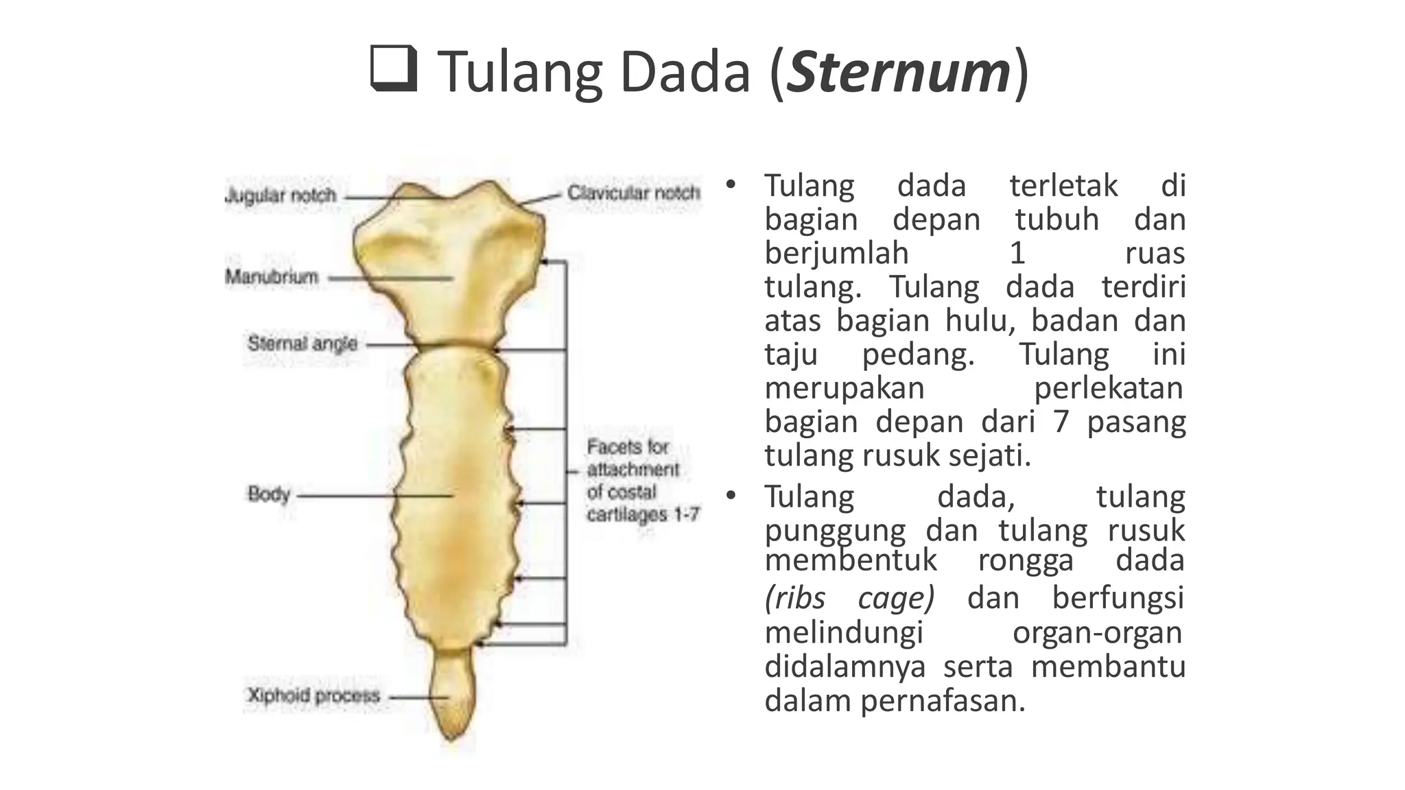 Sistem rangka pada manusia , menjelaskan bagaimana sistem rangka pada ...