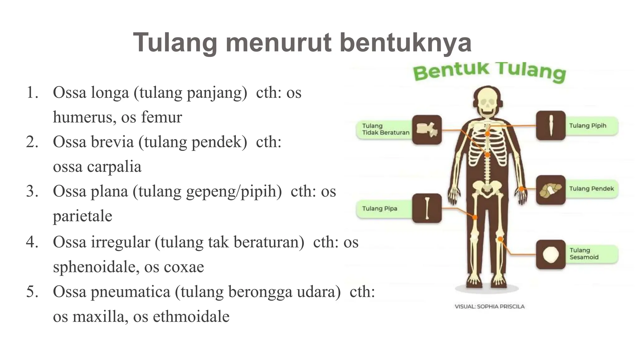 Sistem rangka pada manusia , menjelaskan bagaimana sistem rangka pada ...