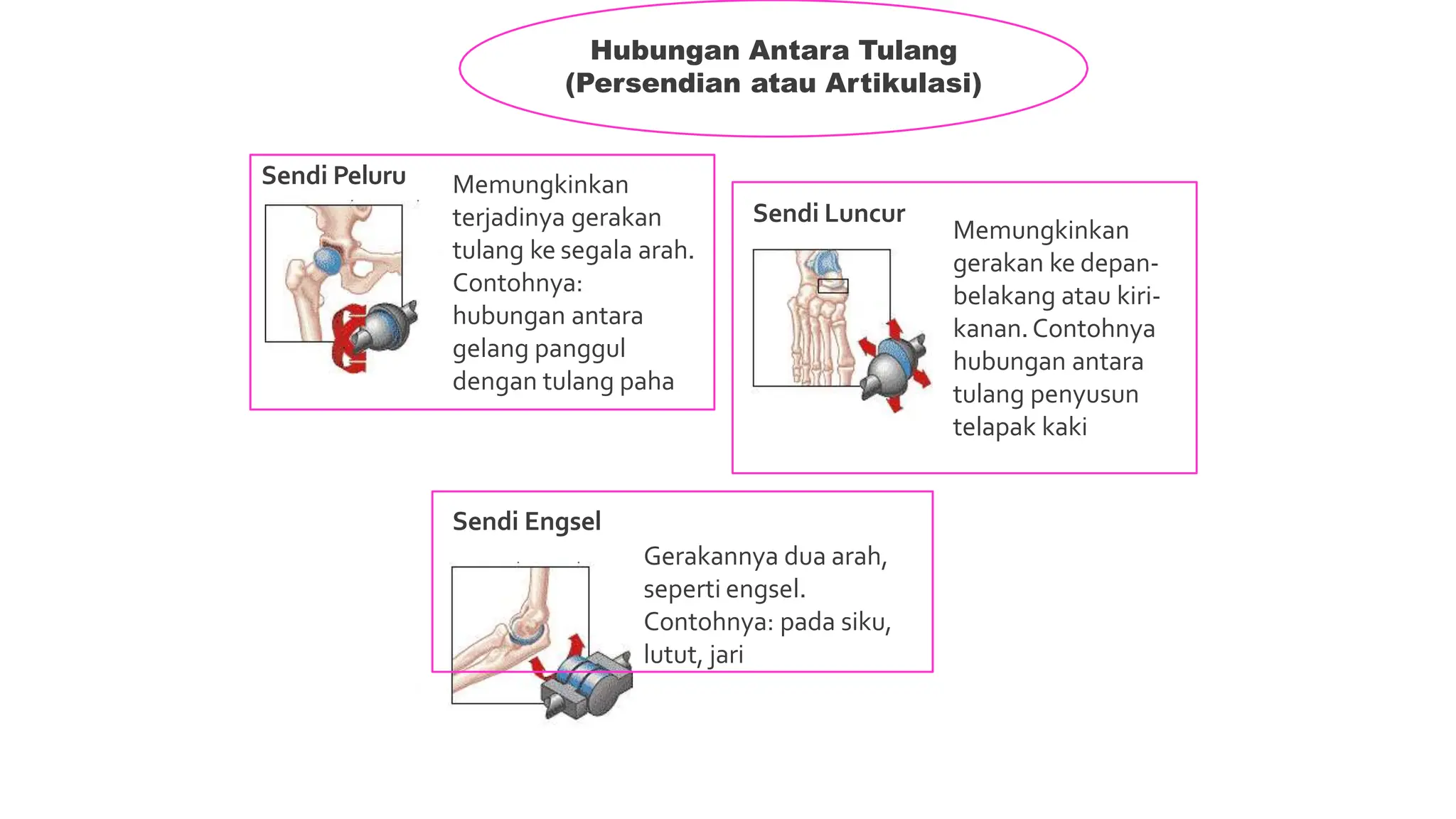 Sistem rangka pada manusia , menjelaskan bagaimana sistem rangka pada ...