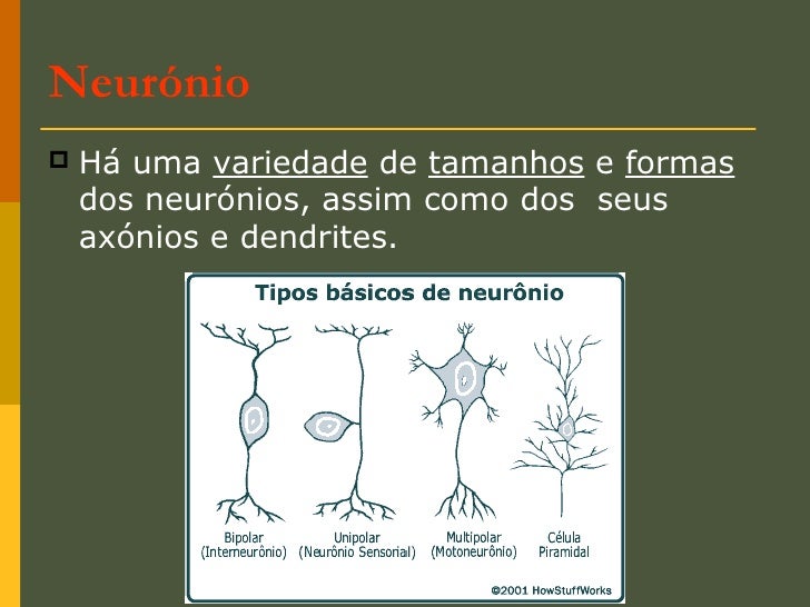 02 SN Neuronio Tc 0809