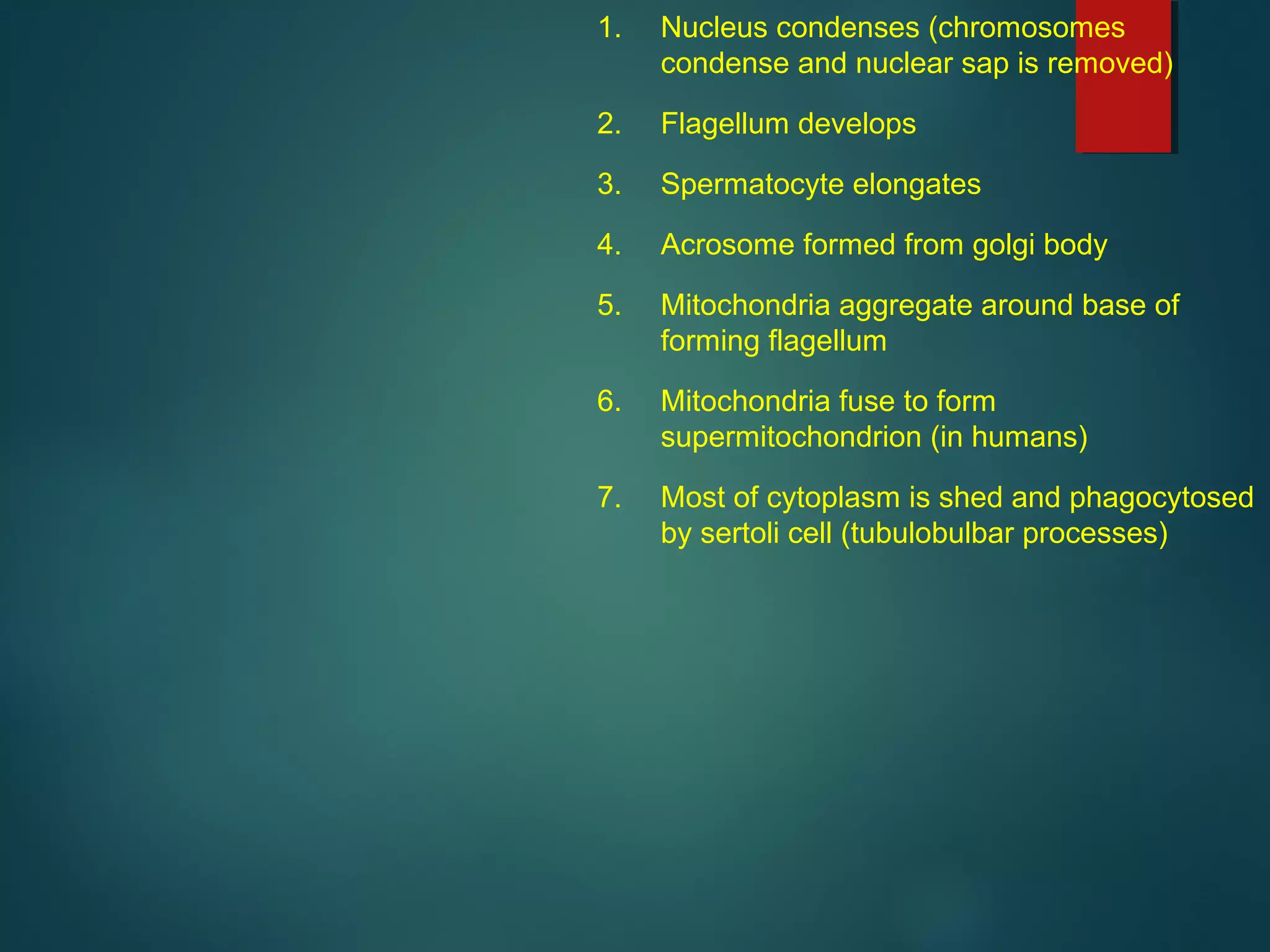 spermatogenesis | PPT