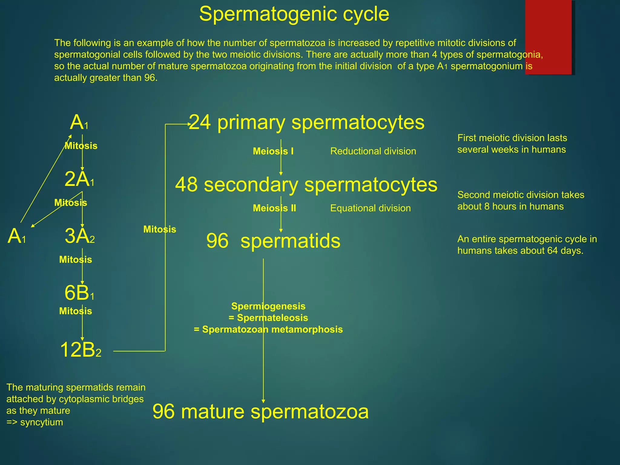 spermatogenesis | PPT