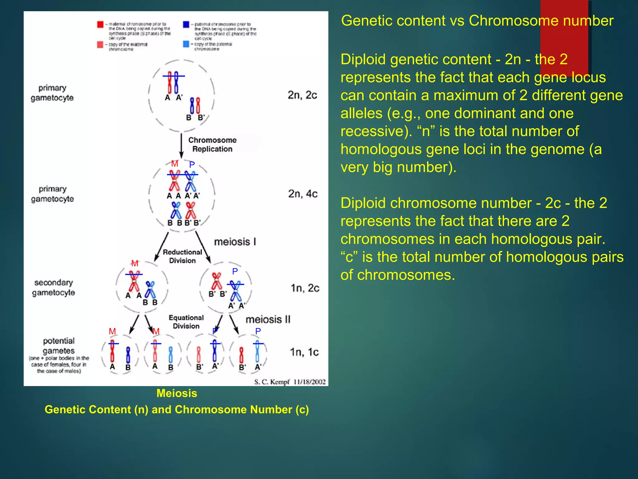 spermatogenesis | PPT
