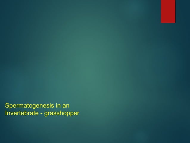 Spermatogenesis Ppt