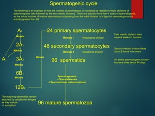 spermatogenesis | PPT