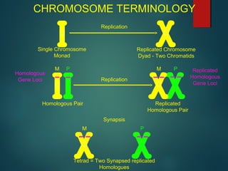 spermatogenesis | PPT
