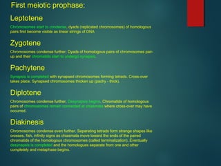 spermatogenesis | PPT
