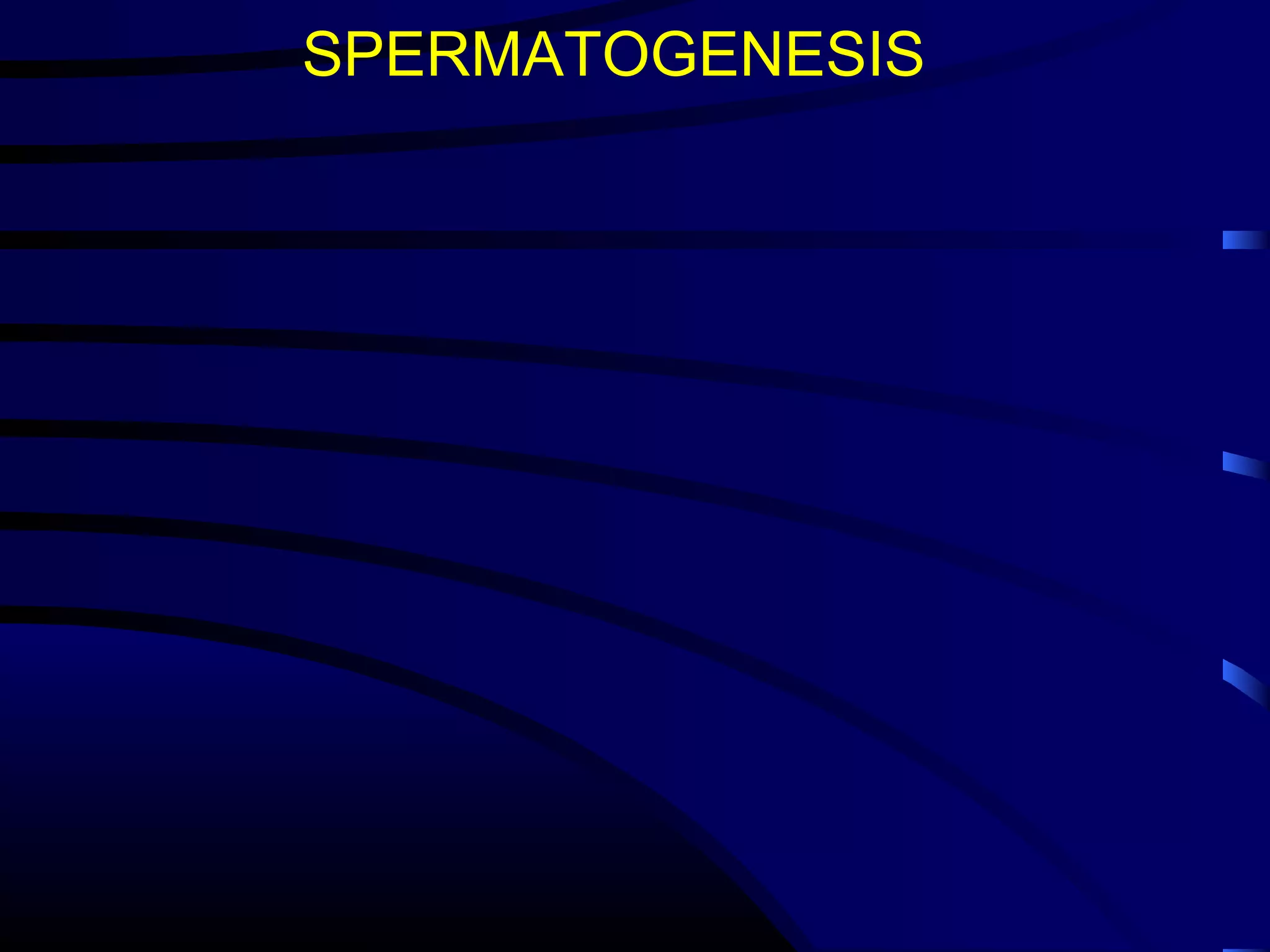 spermatogenesis | PPT | Infertility | Reproductive Health