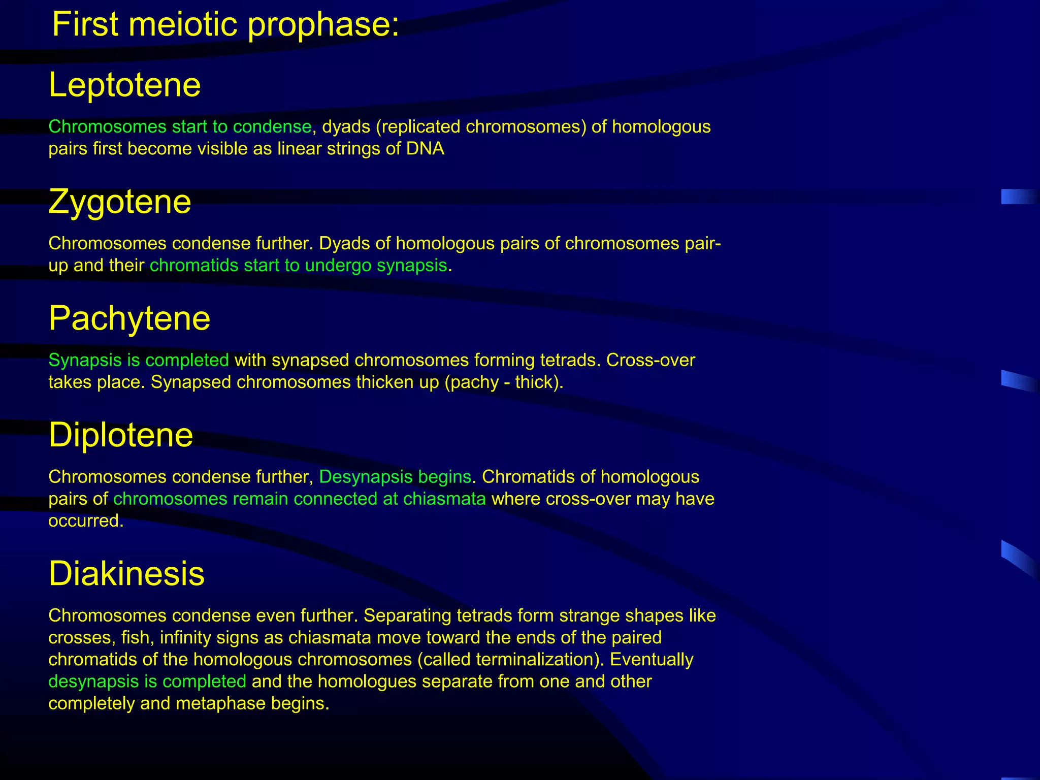 spermatogenesis | PPT