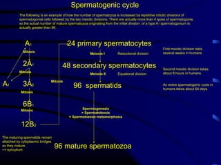 spermatogenesis | PPT | Infertility | Reproductive Health