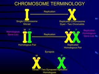 Monad Chromosome