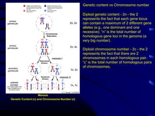 spermatogenesis | PPT | Infertility | Reproductive Health