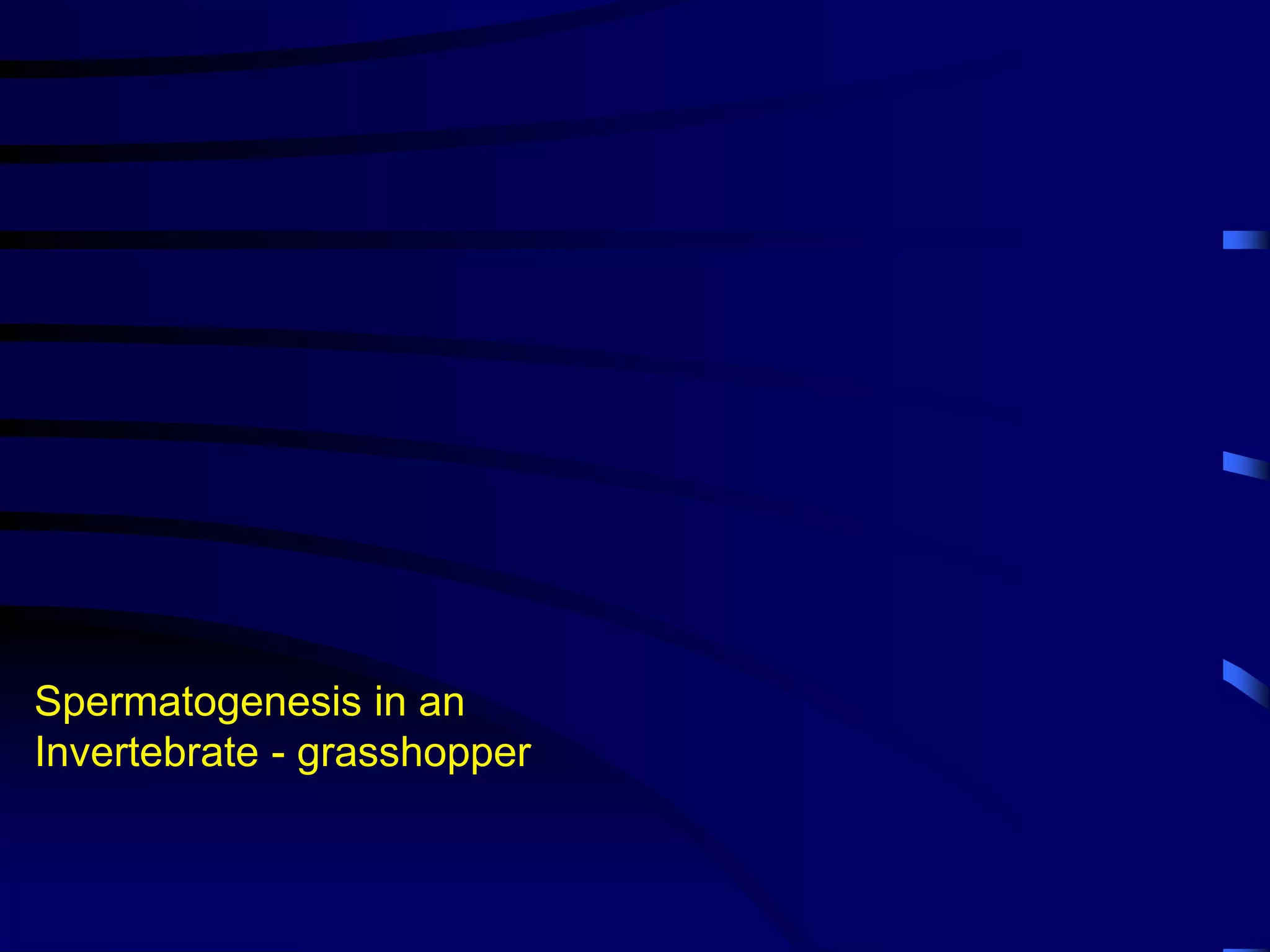 02Spermatogenesistxt.ppt