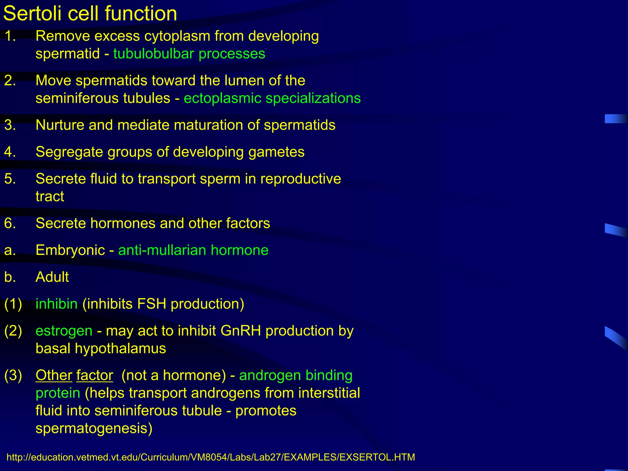 02Spermatogenesistxt.ppt