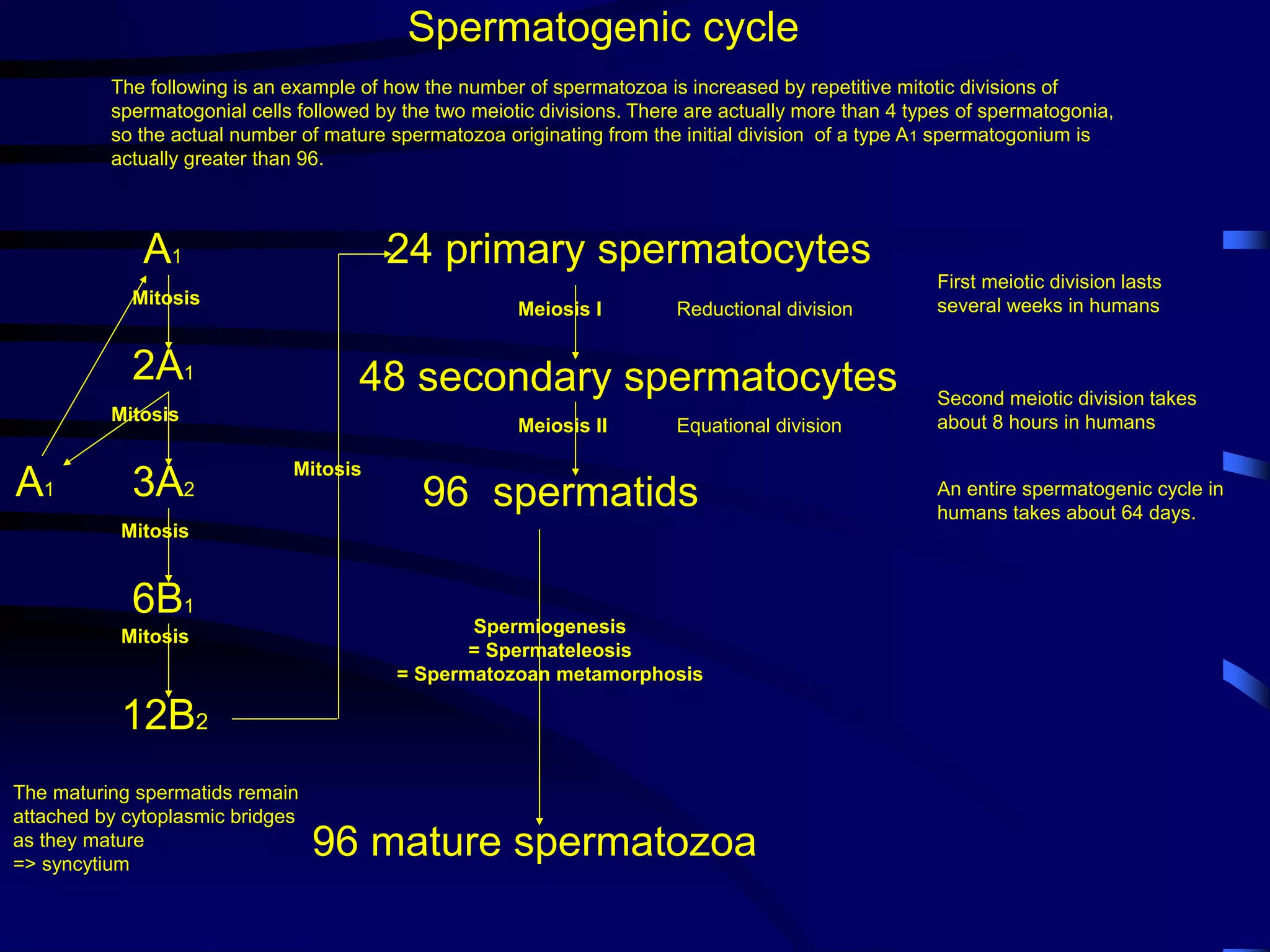 02Spermatogenesistxt.ppt