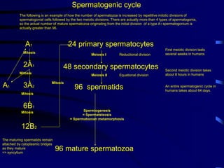 02Spermatogenesistxt.ppt