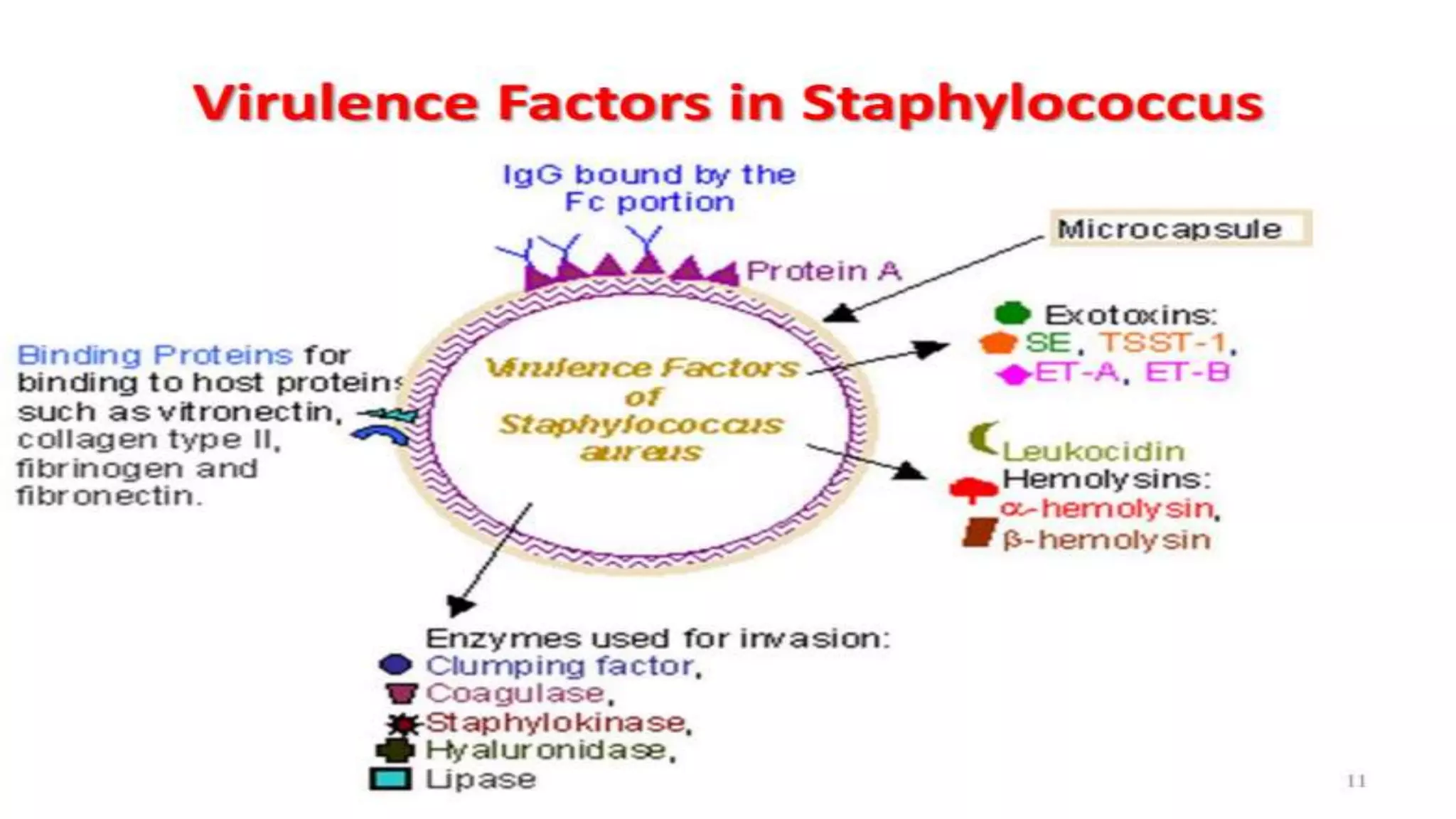 staphylococcal infections | PPTX