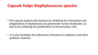 staphylococcal infections | PPTX