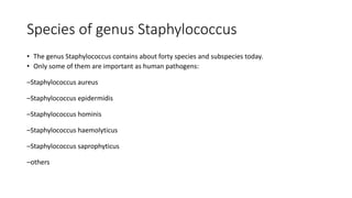 staphylococcal infections | PPTX