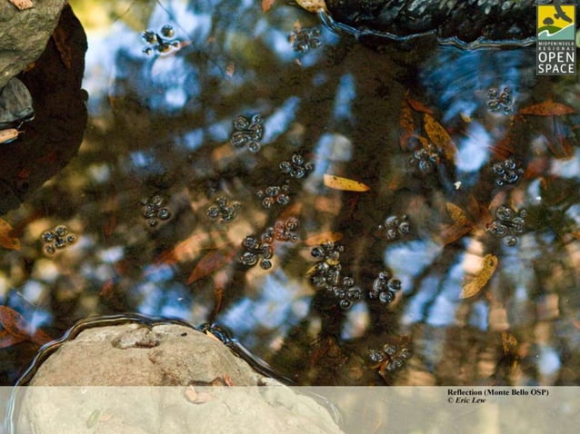 2013 Open Space Conference - Steve Abbors | PPTX