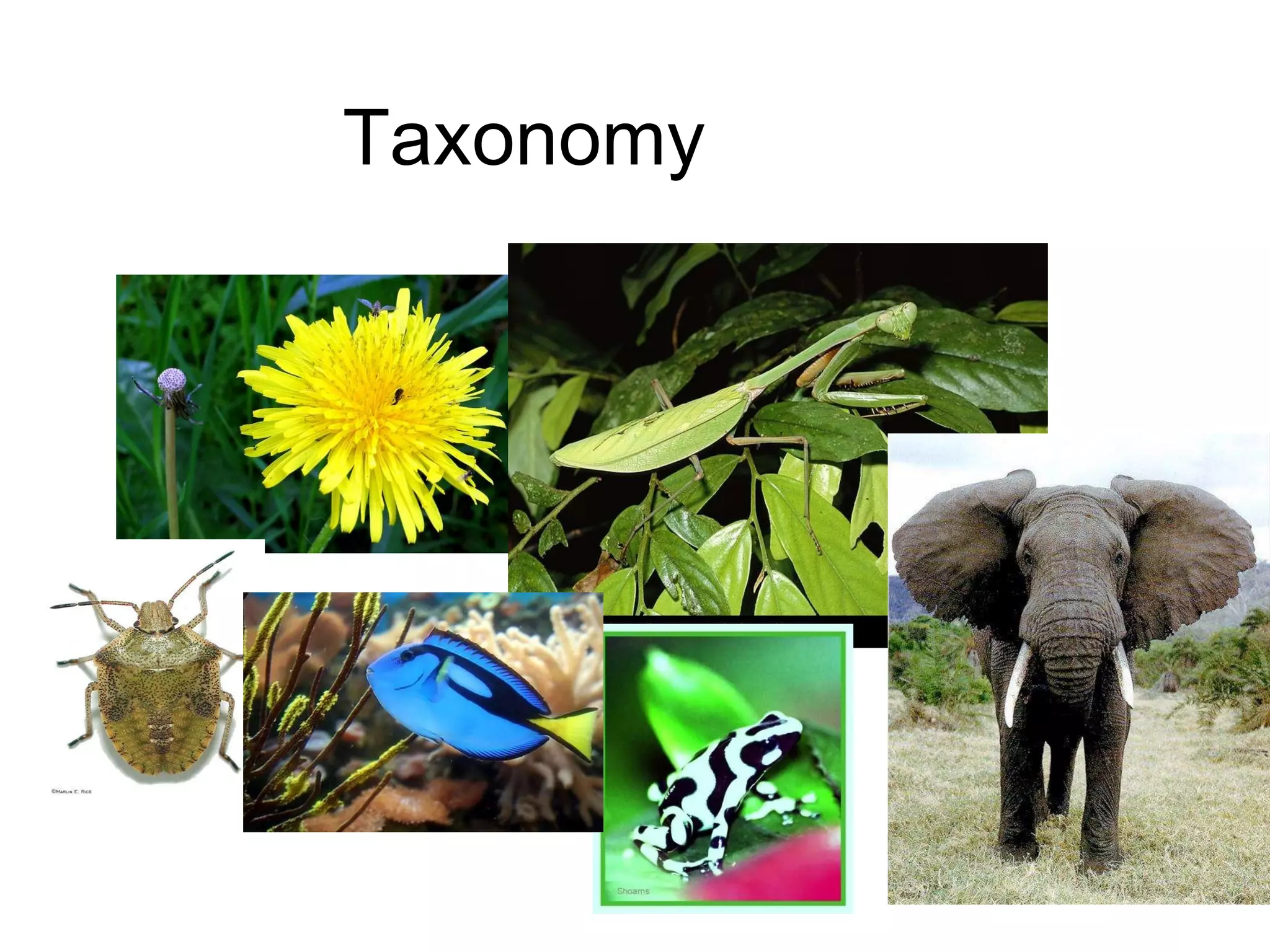 02 taxonomy | PPT