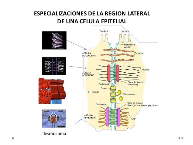 02 tejido epitelial, conectivo y piel 2013