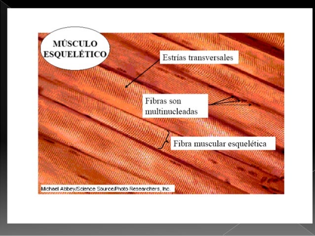 Tejido Muscular