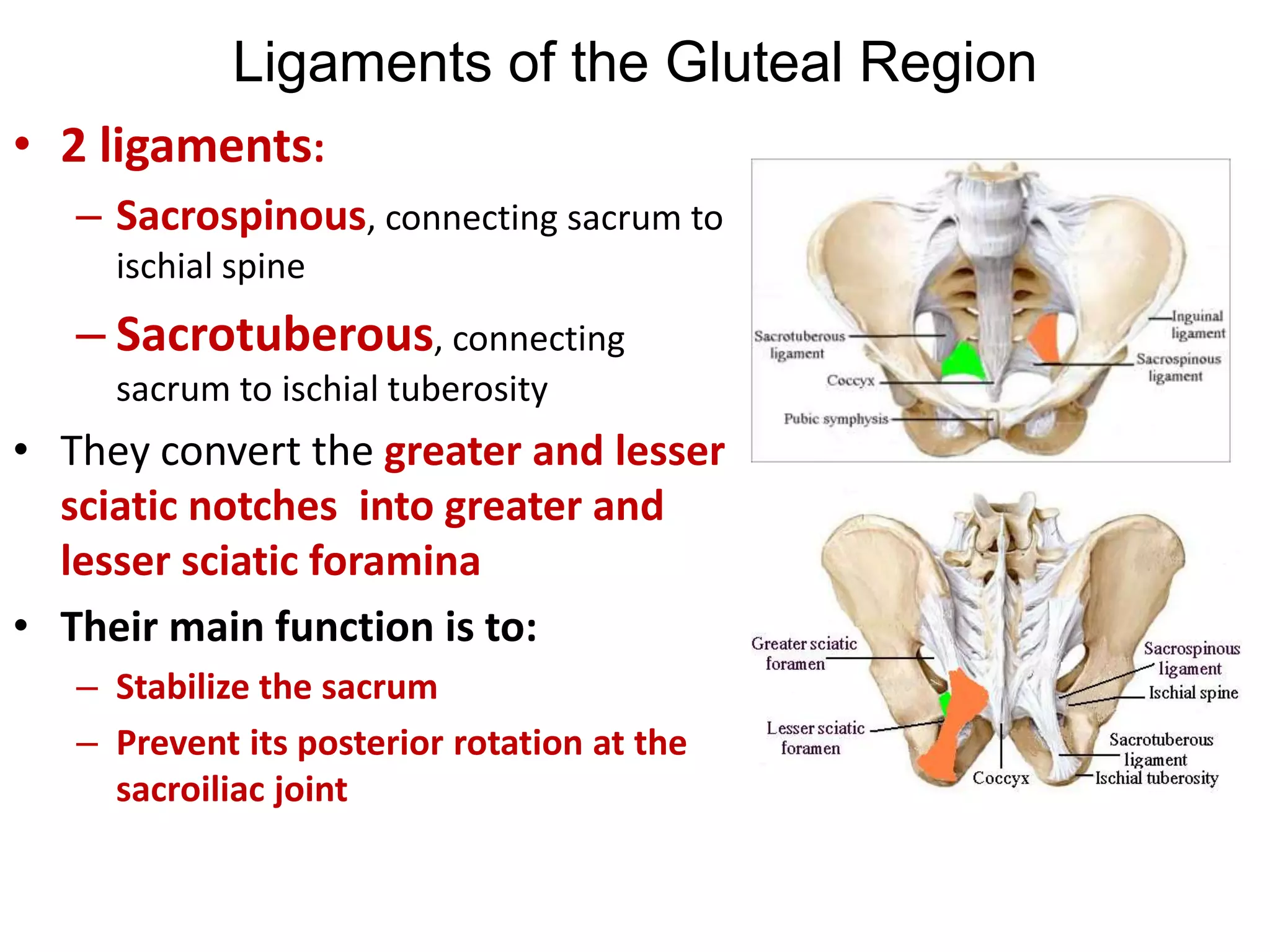 02 THE GLUTEAL REGION-AN OVERVIEW OF KURIA SERIES.pptx